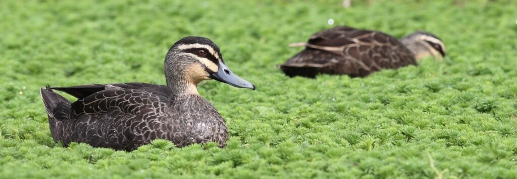 Victorian Government allows duck shooting to go ahead this year ...