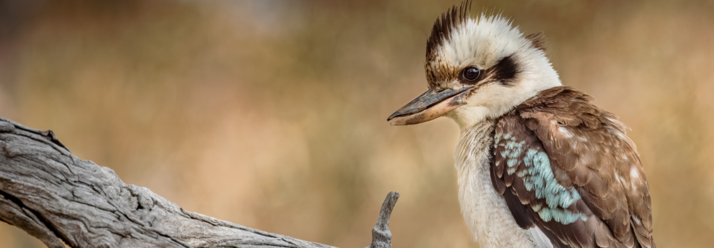 Laughing Kookaburra - BirdLife Australia