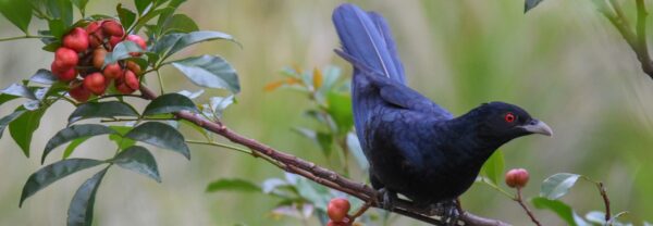 Eastern Koel - BirdLife Australia