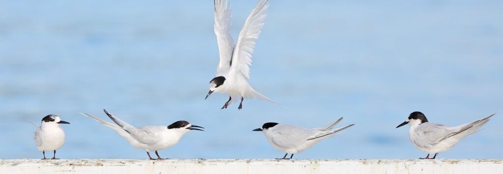 White-fronted Tern - BirdLife Australia