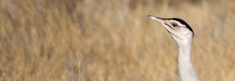 Australian Bustard - BirdLife Australia