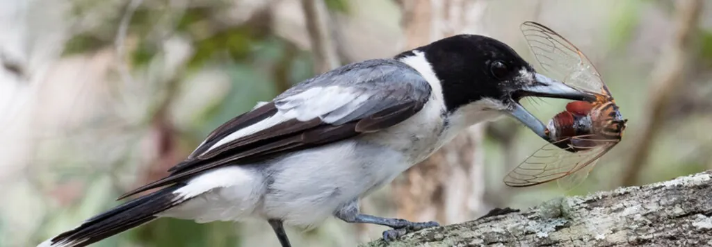 Grey Butcherbird - BirdLife Australia