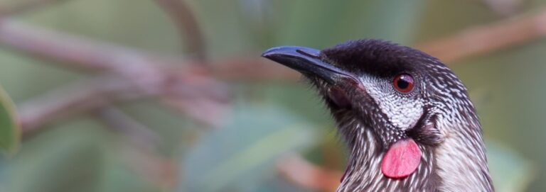 Red Wattlebird - BirdLife Australia