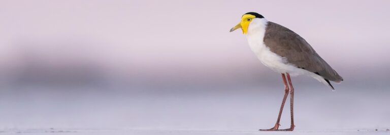 Masked Lapwing - BirdLife Australia