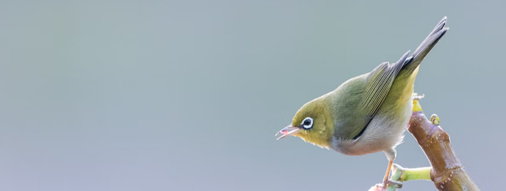 Silvereye - BirdLife Australia