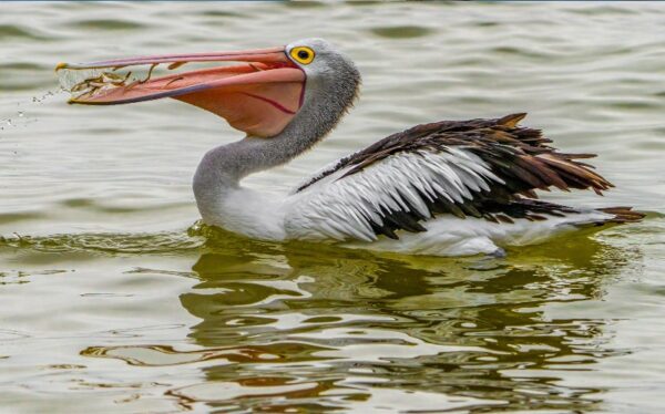 The Pelican Brief - BirdLife Australia