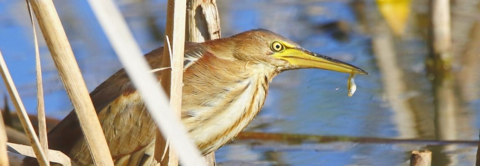 Australian Little Bittern - BirdLife Australia