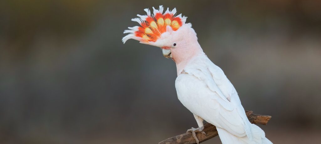 Several more bird species added to the EPBC list Several more bird ...