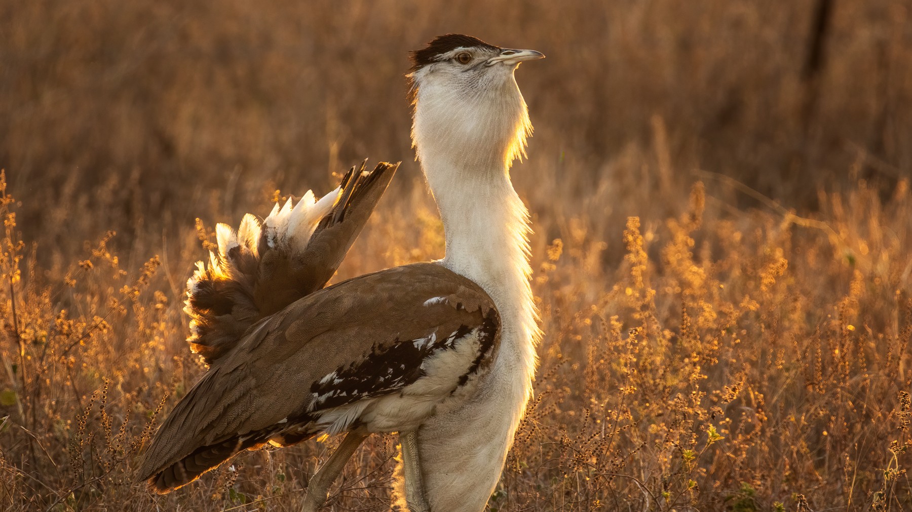 Eyre Bird Observatory - BirdLife Australia