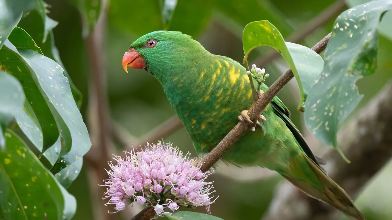 Swift Parrot Identification Guide Birdlife Australia