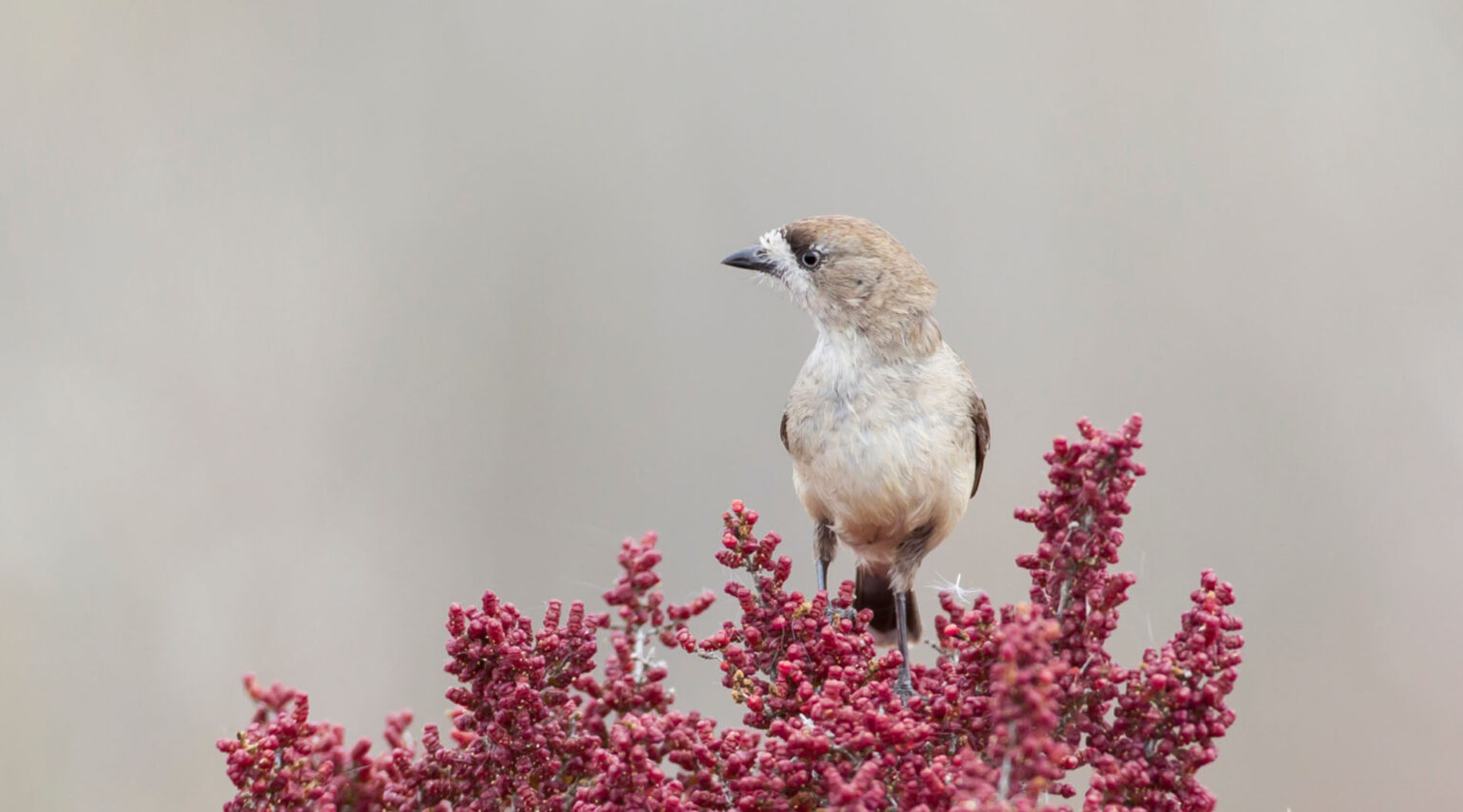 Southern Whiteface - BirdLife Australia