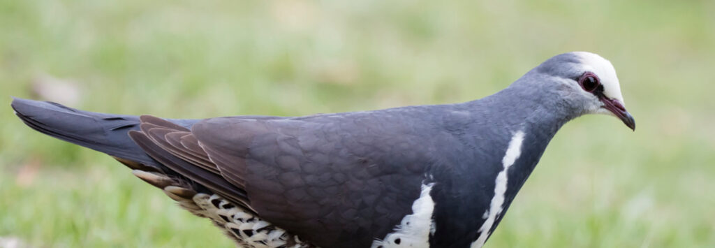 Wonga Pigeon - BirdLife Australia
