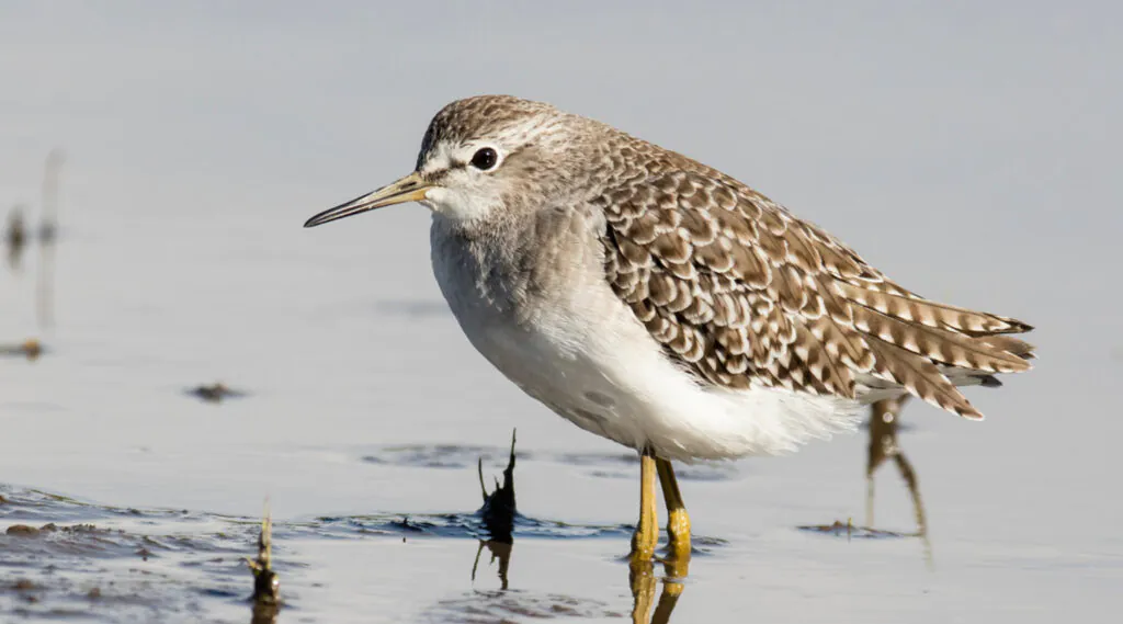 Wood Sandpiper - BirdLife Australia
