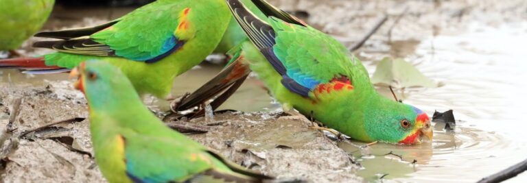 Swift Parrot Identification Guide - BirdLife Australia