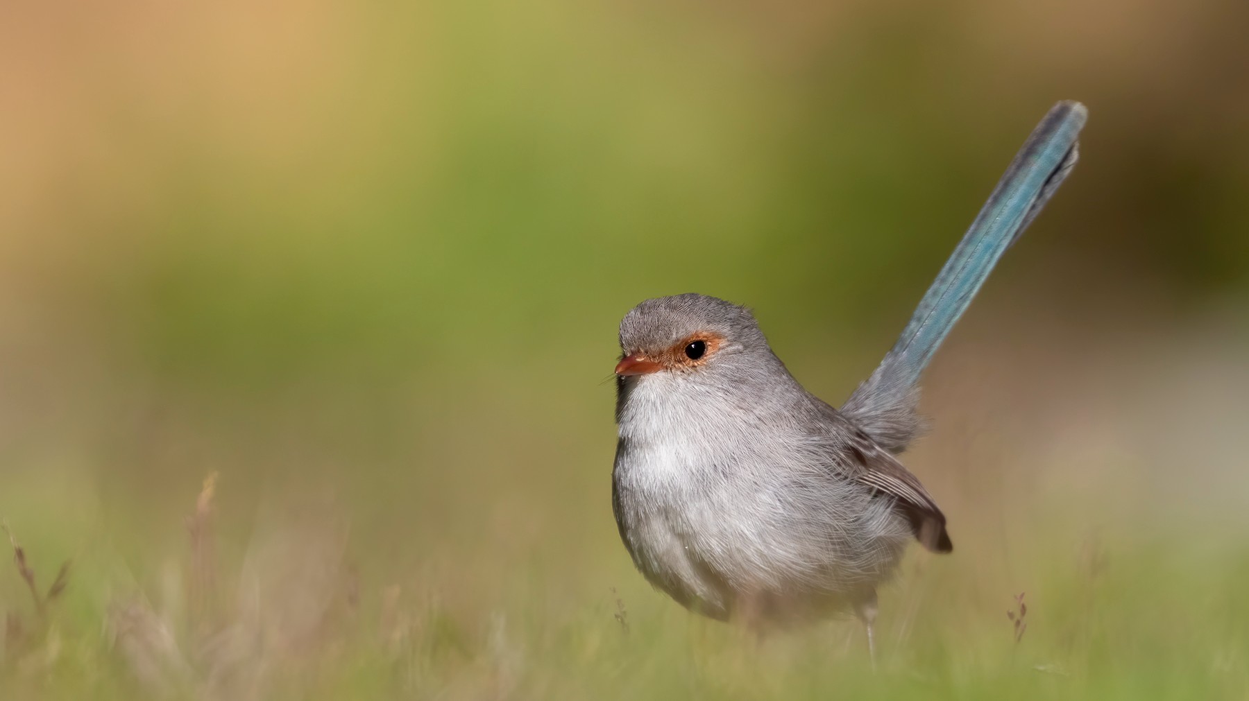 50 Shades of Brown - BirdLife Australia