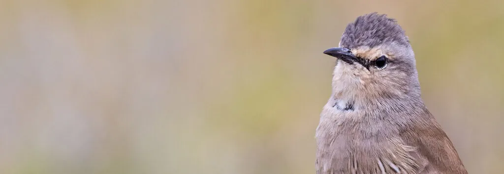 Brown Treecreeper - BirdLife Australia