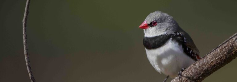Diamond Firetail - BirdLife Australia