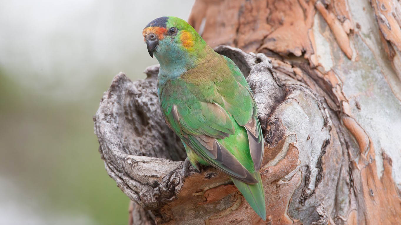 Swift Parrot Identification Guide - BirdLife Australia
