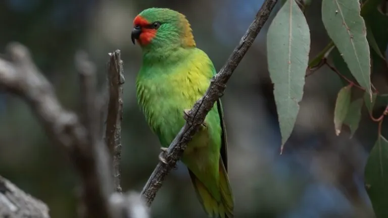 Swift Parrot Identification Guide - BirdLife Australia