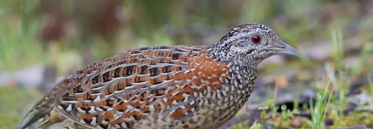 Painted Button-quail - BirdLife Australia