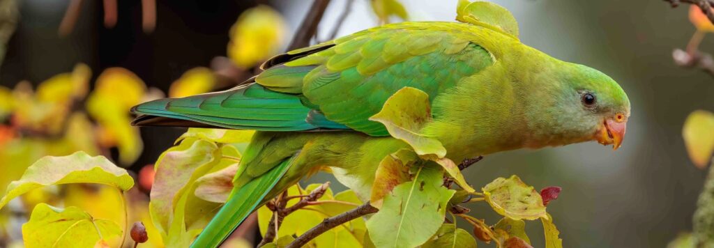Superb Parrot - BirdLife Australia