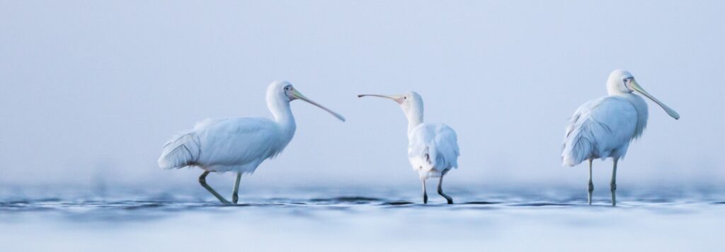 Yellow-billed Spoonbill - BirdLife Australia