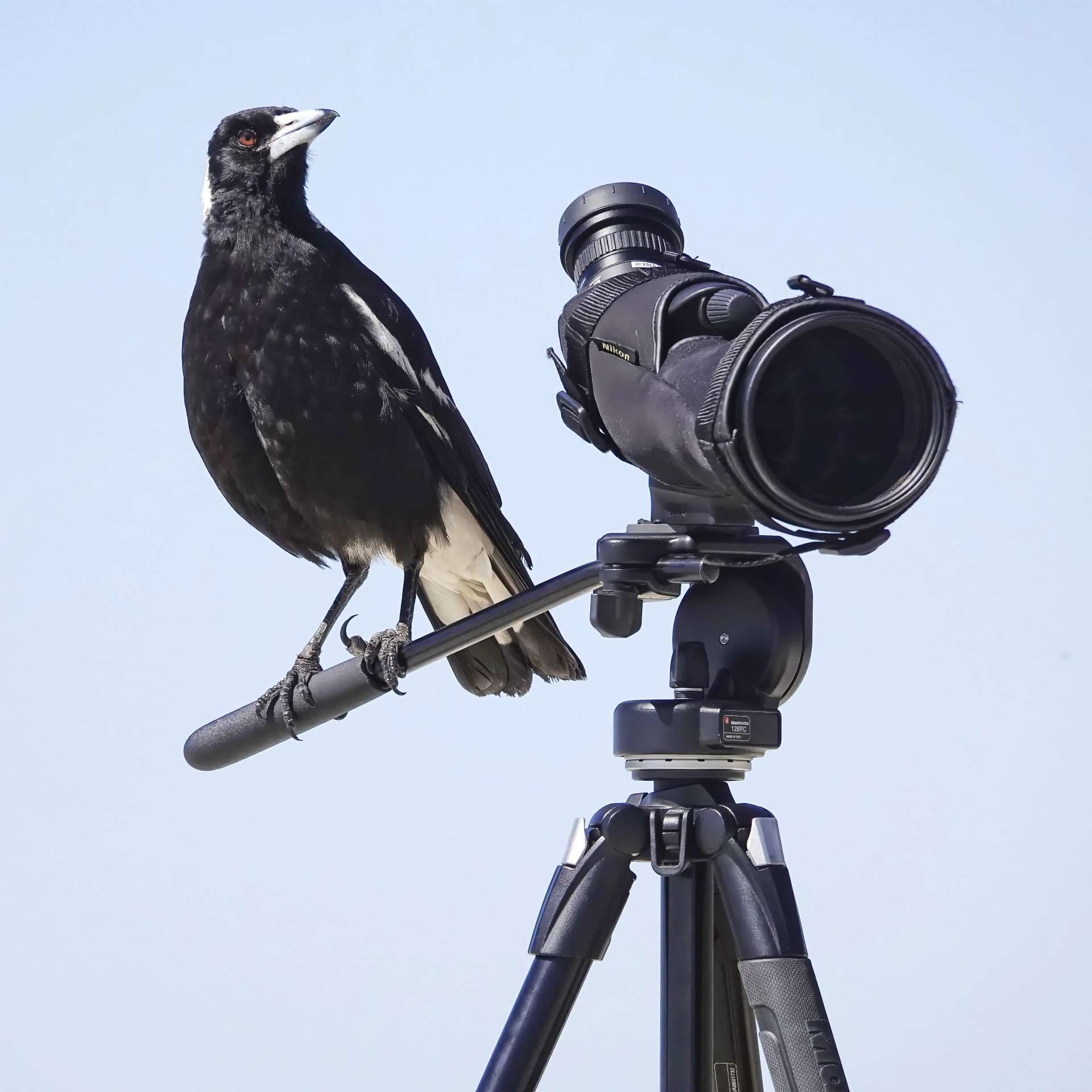 BirdLife Photography - BirdLife Australia