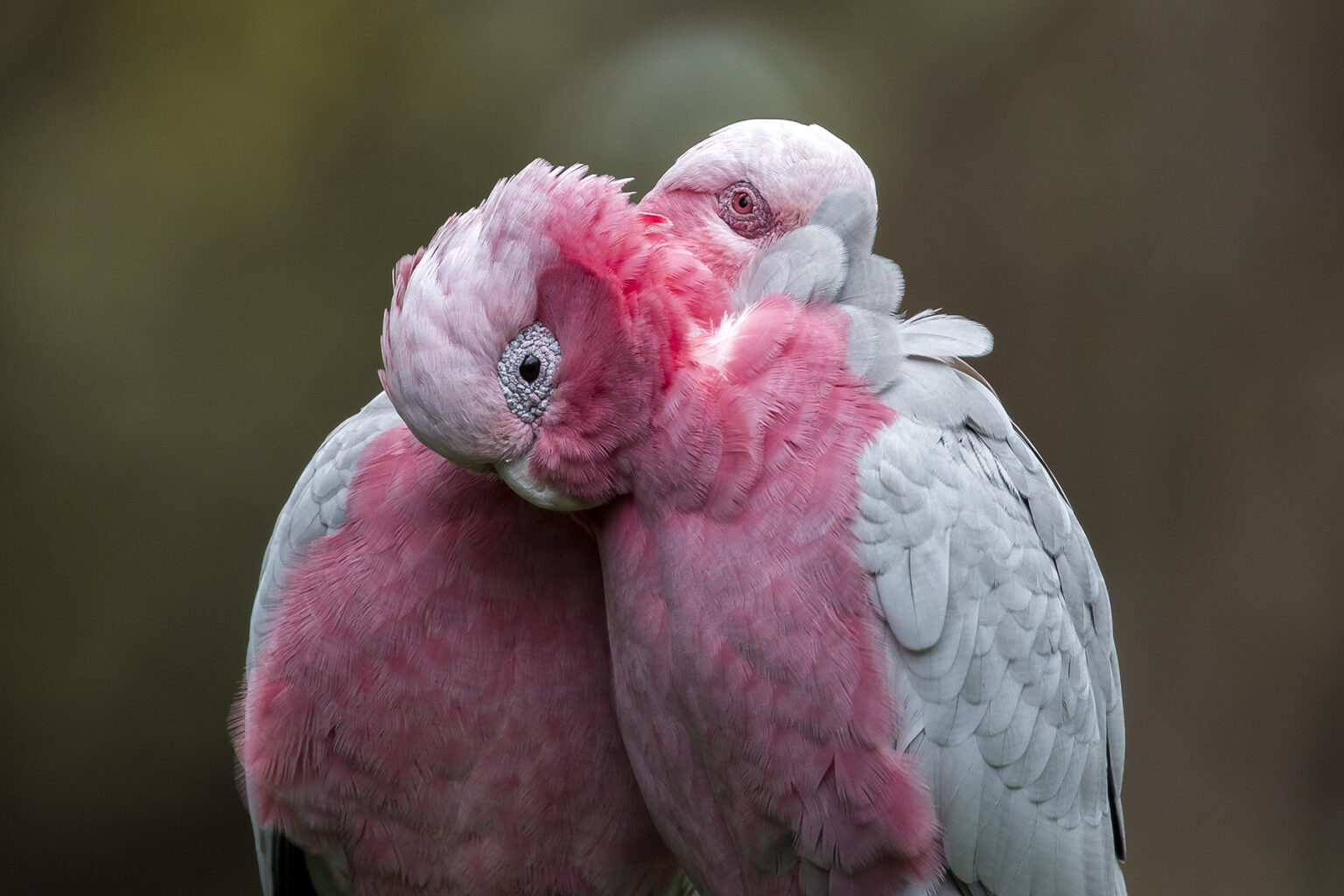 Finding Pride in Birding - BirdLife Australia