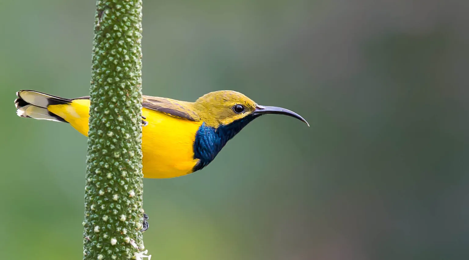 Olive-backed Sunbird - BirdLife Australia