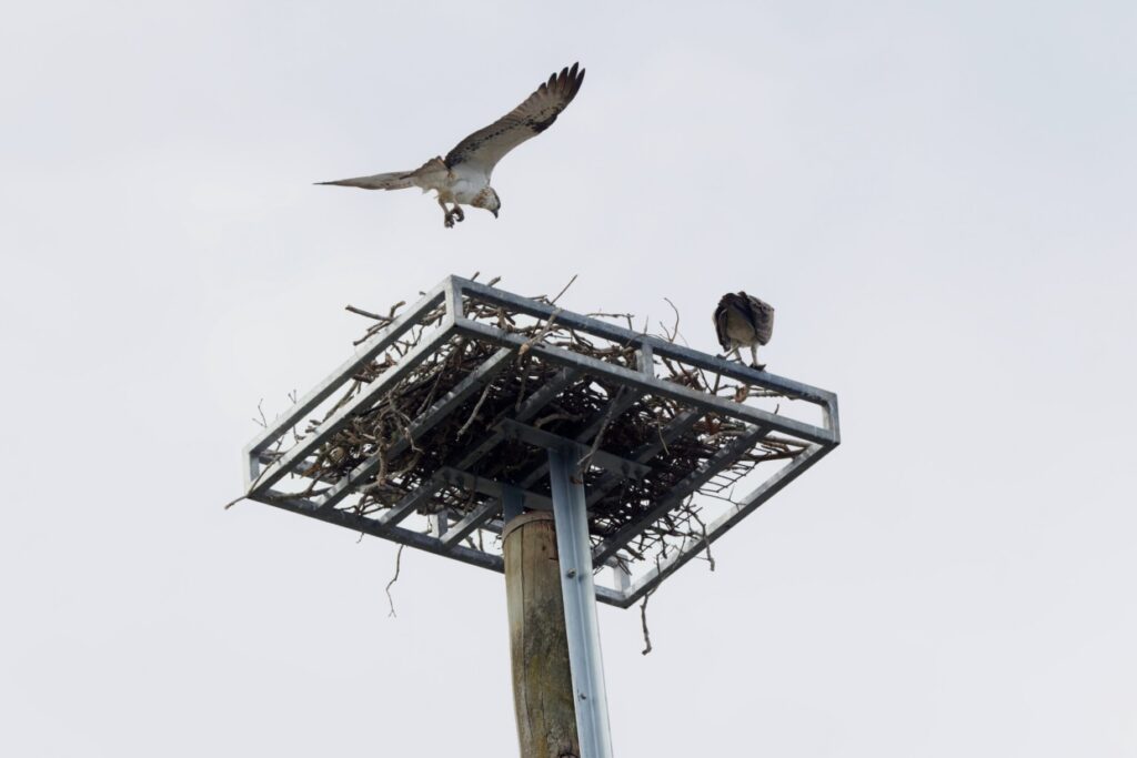Osprey Nests at Ballina - BirdLife Australia