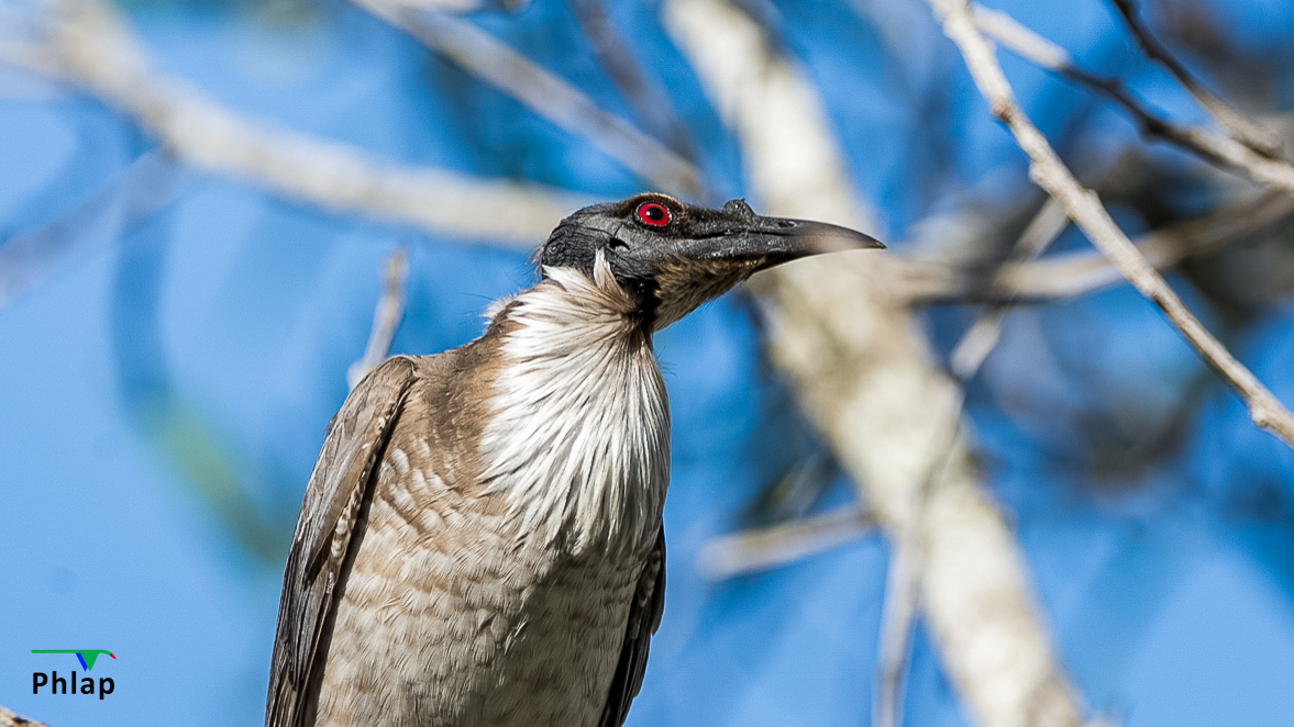 BirdLife Southern QLD - BirdLife Australia