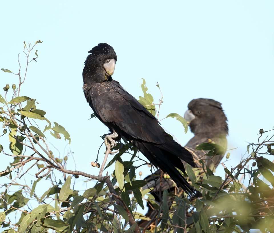 News - Page 4 of 8 - BirdLife Australia
