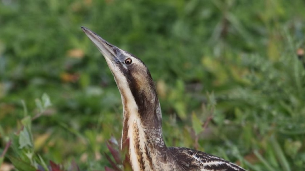 Australasian Bittern Listening Surveys - BirdLife Australia