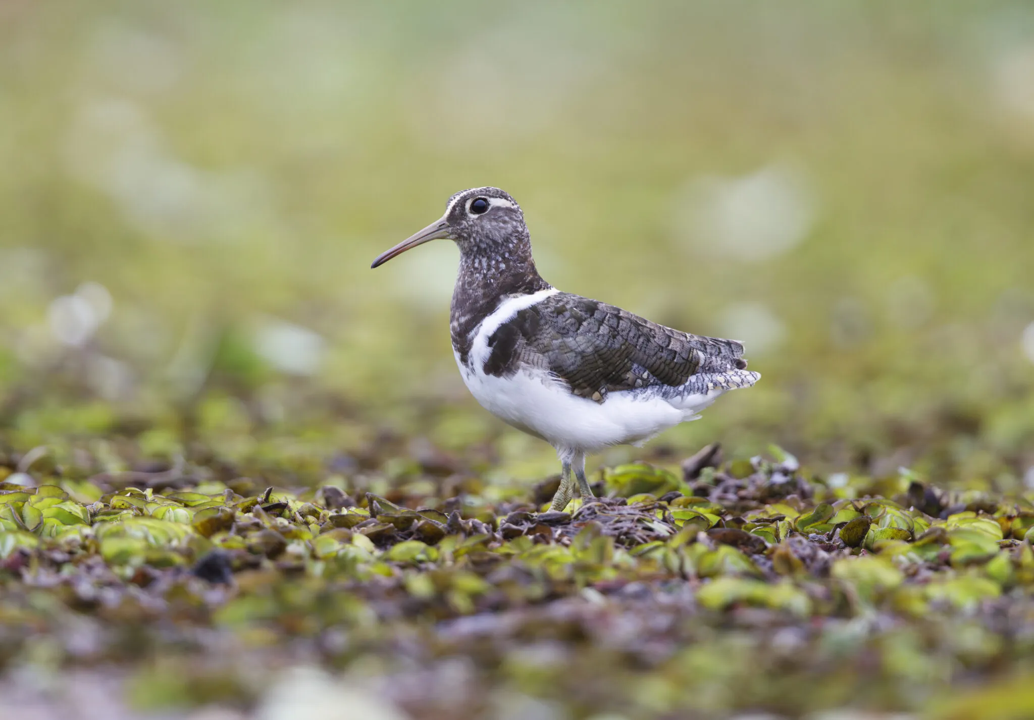 10 of Australia's most elusive birds - BirdLife Australia