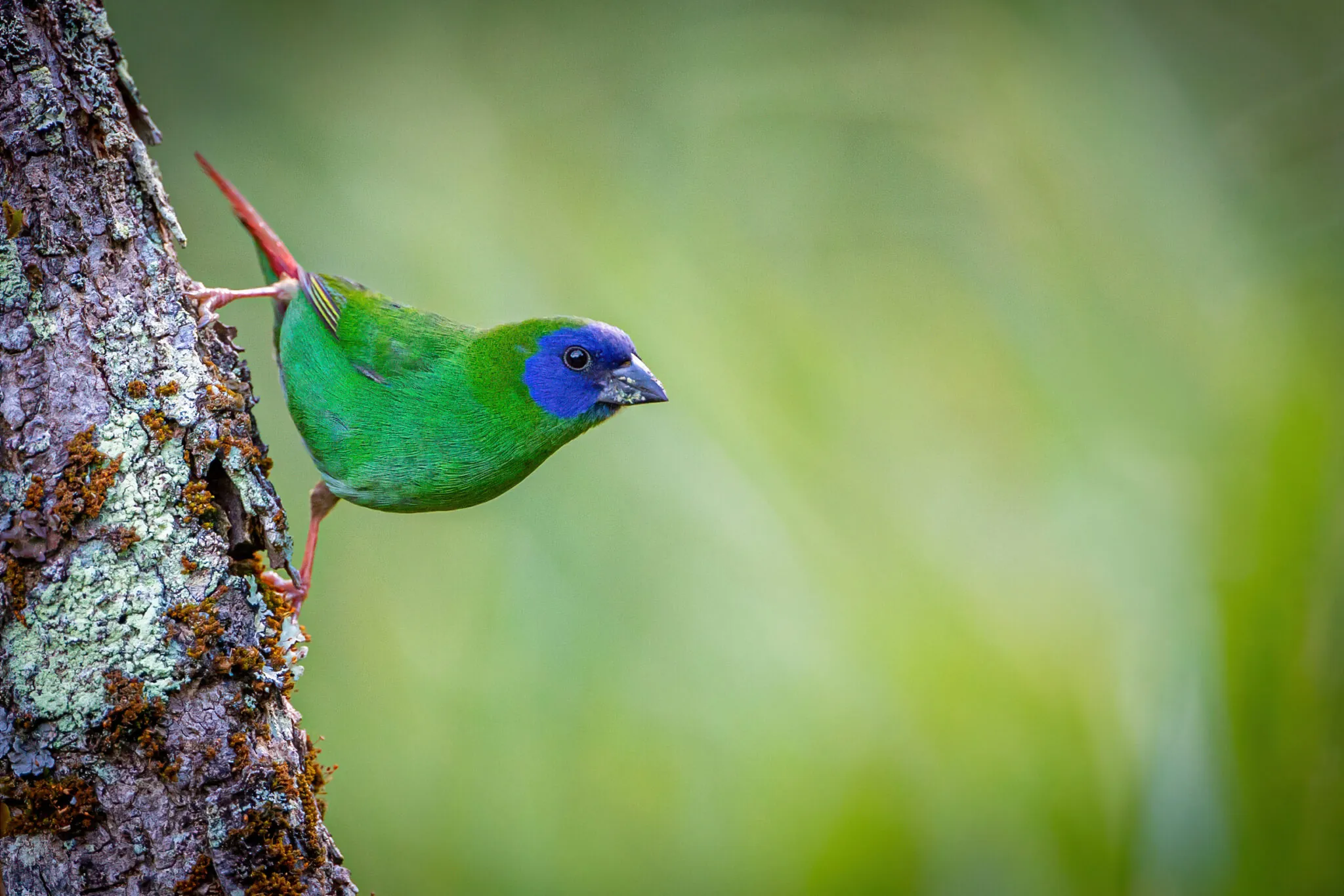 10 of Australia's most elusive birds - BirdLife Australia