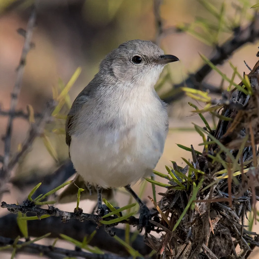 10 of Australia's most elusive birds - BirdLife Australia