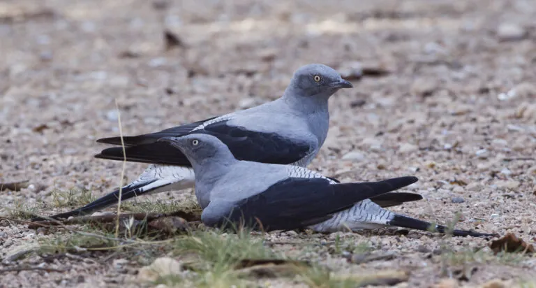 10 of Australia's most elusive birds - BirdLife Australia