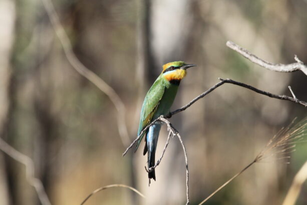 Bird counts and surveys - BirdLife Australia