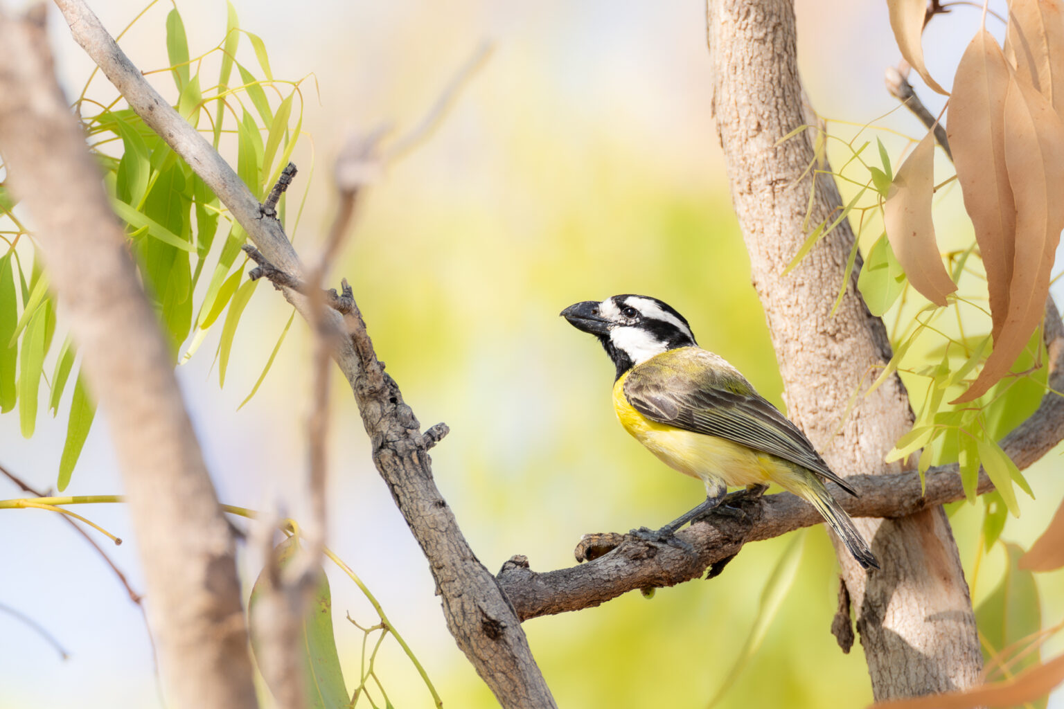10 of Australia's most elusive birds - BirdLife Australia