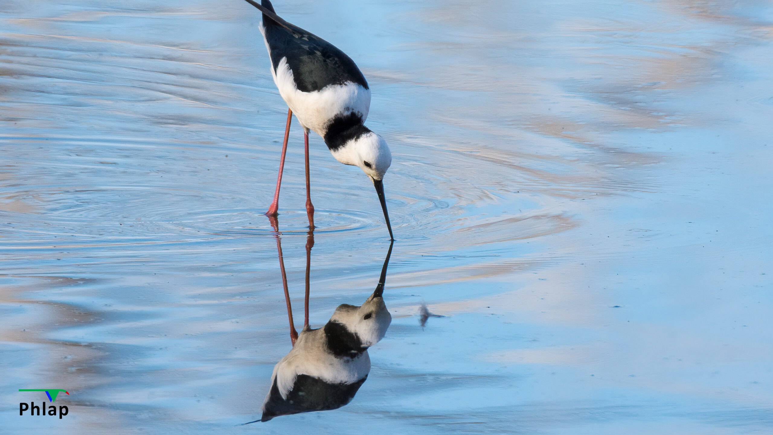 BirdLife Southern QLD - BirdLife Australia
