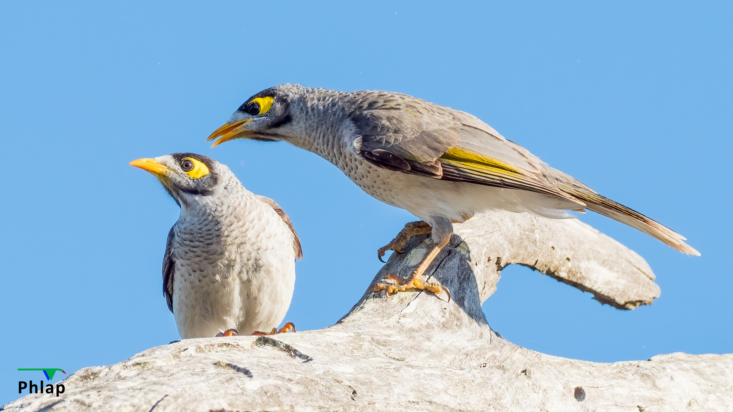 BirdLife Southern QLD - BirdLife Australia