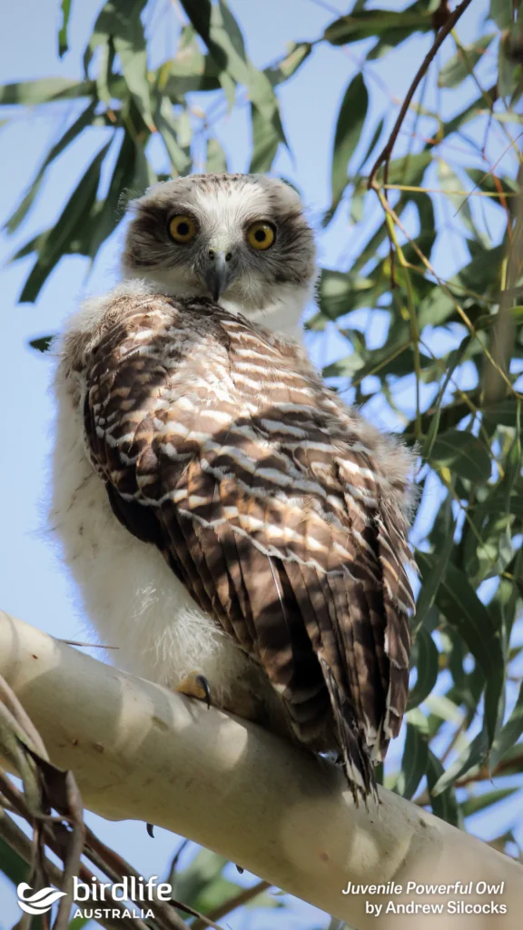 Save Birds from Extinction: Download your Digital Wallpaper - BirdLife ...