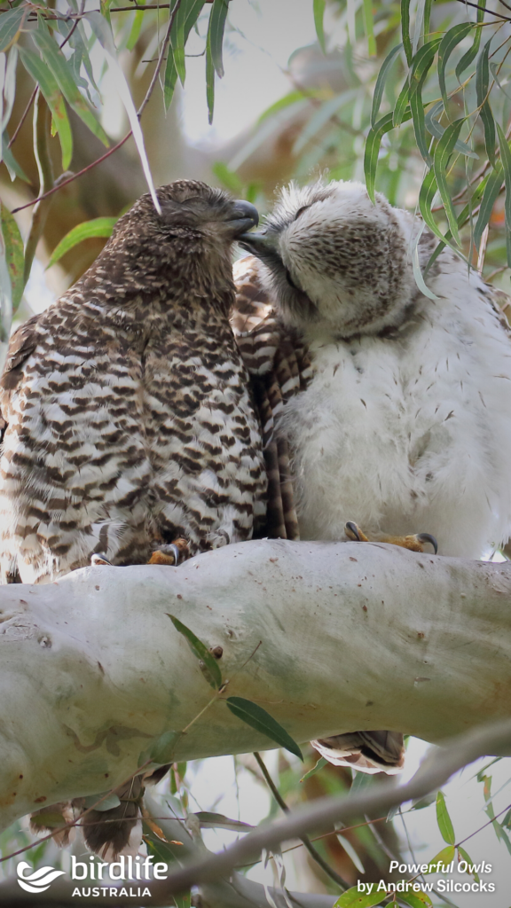Save Birds from Extinction: Download your Digital Wallpaper - BirdLife ...