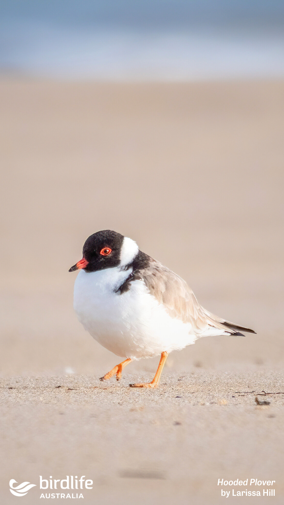 Save Birds from Extinction: Download your Digital Wallpaper - BirdLife ...