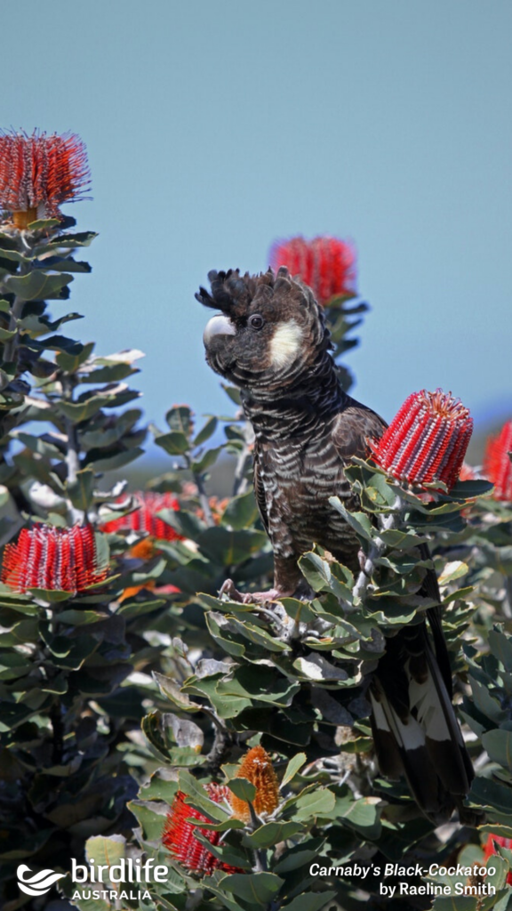 Save Birds from Extinction: Download your Digital Wallpaper - BirdLife ...