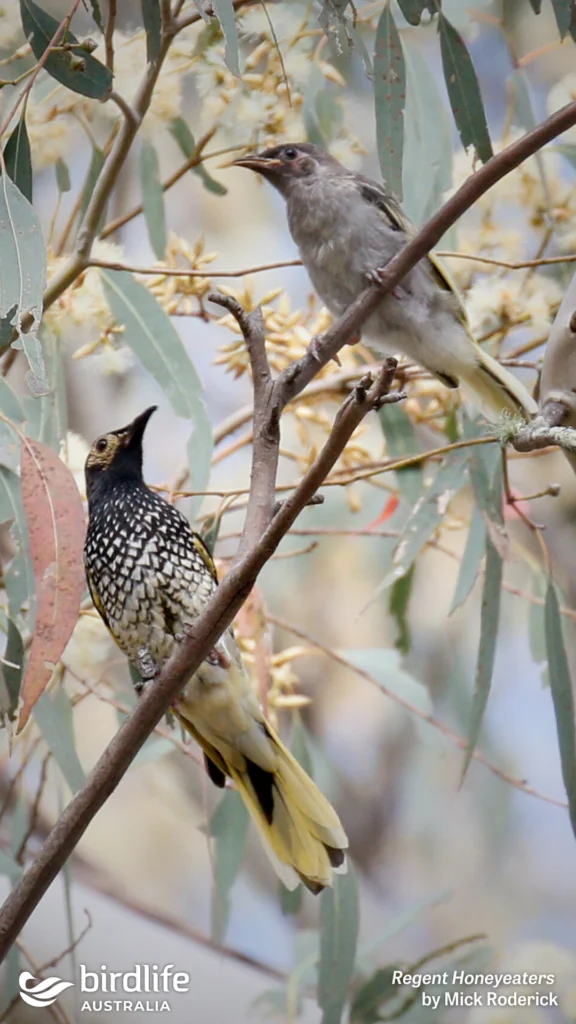 Save Birds from Extinction: Download your Digital Wallpaper - BirdLife ...