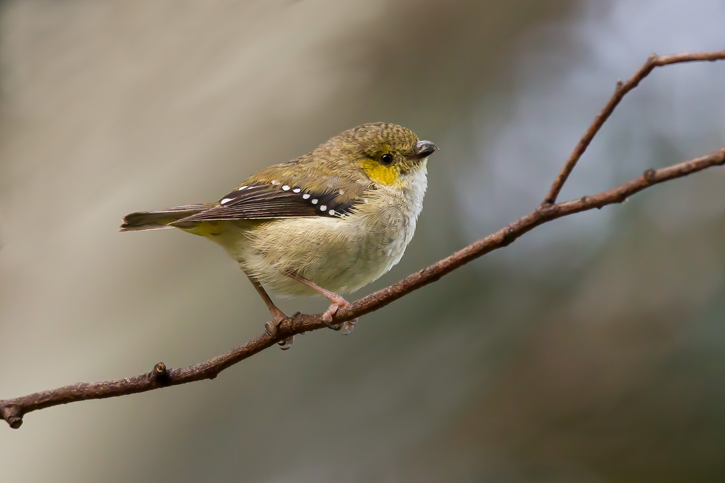 Weekend at Bruny Island - BirdLife Australia