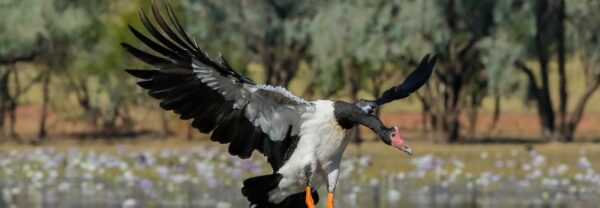 Magpie Goose - BirdLife Australia