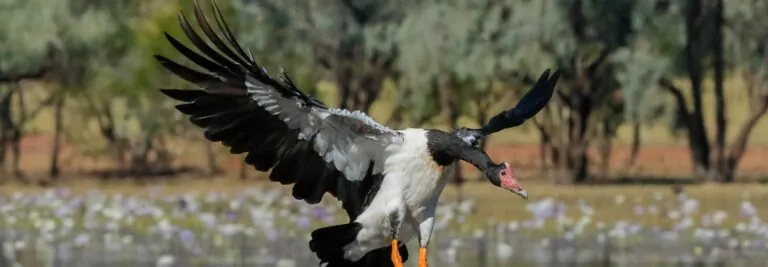 Magpie Goose - BirdLife Australia