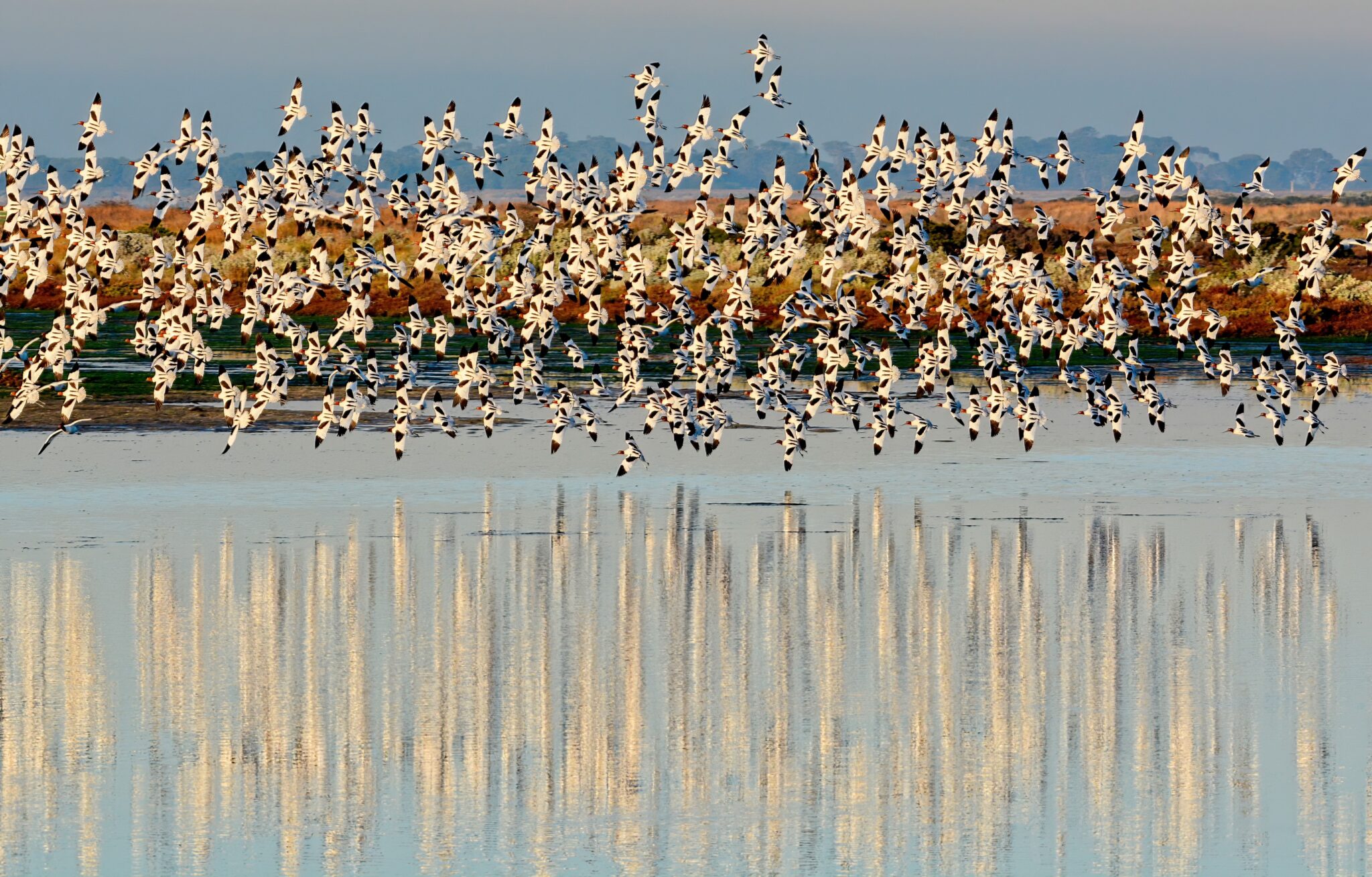 Our Bird Conservation Strategy: Save Birds. Save Life. - BirdLife Australia